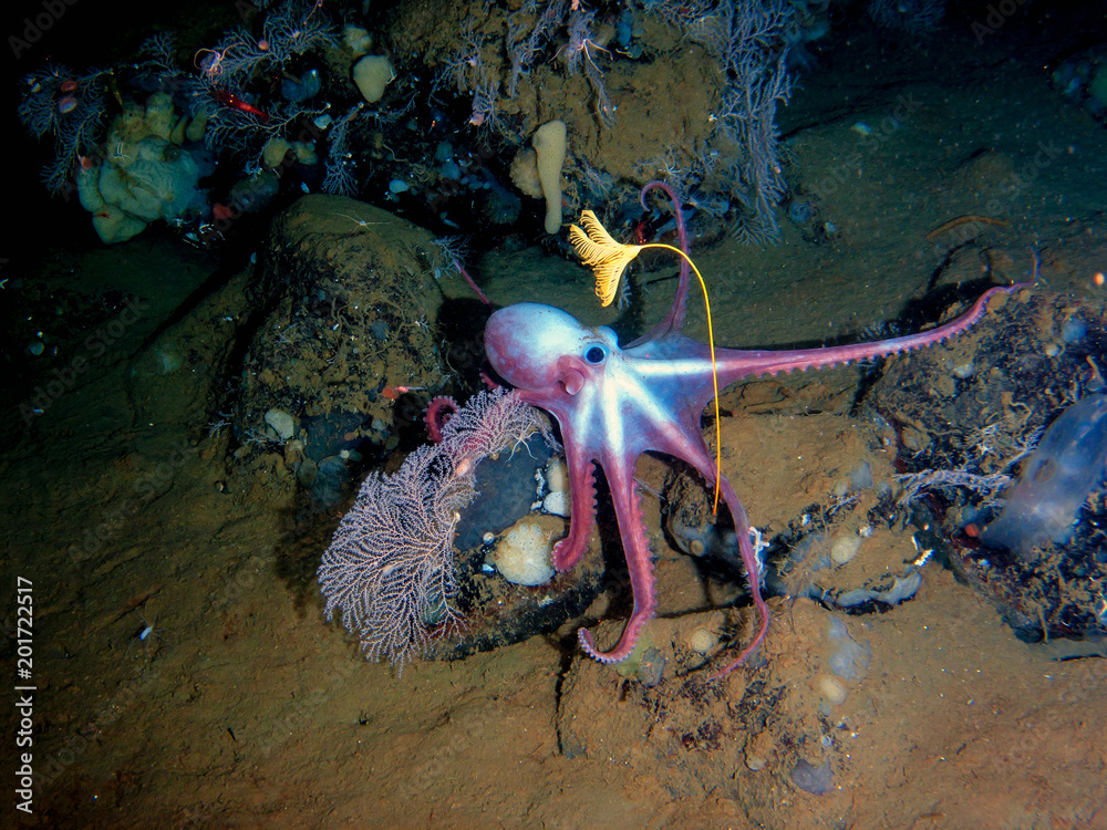 Deep-sea octopus Moosoctopus profundorum in his own garden with stalk ...