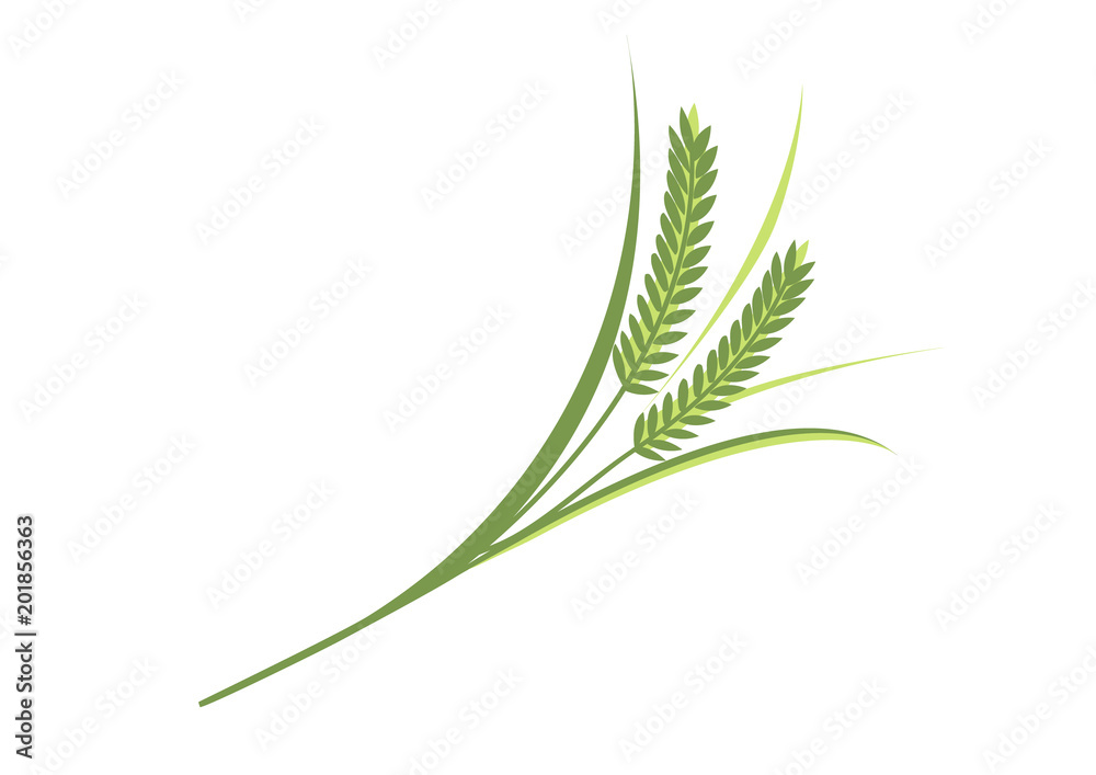 Vector illustration of rye grass and leaves Stock Vector | Adobe Stock
