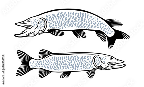 muskie fish - Buy this stock vector and explore similar vectors at ...