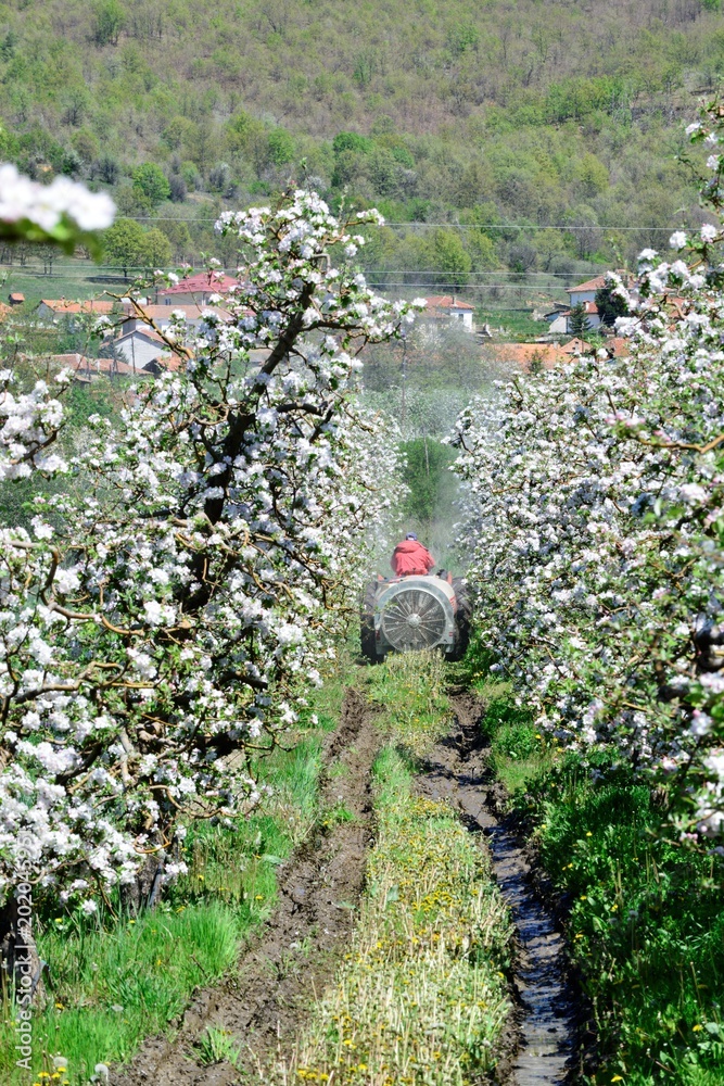 spraying apple orchard in blossom Stock Photo | Adobe Stock