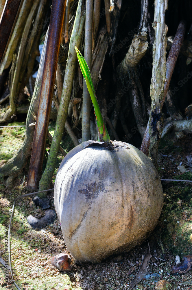Young shoot of a palm tree from a coconut. Stock Photo | Adobe Stock