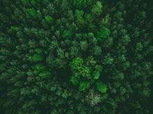 Aerial View Of Tree Tops Free Stock Photo - Public Domain Pictures