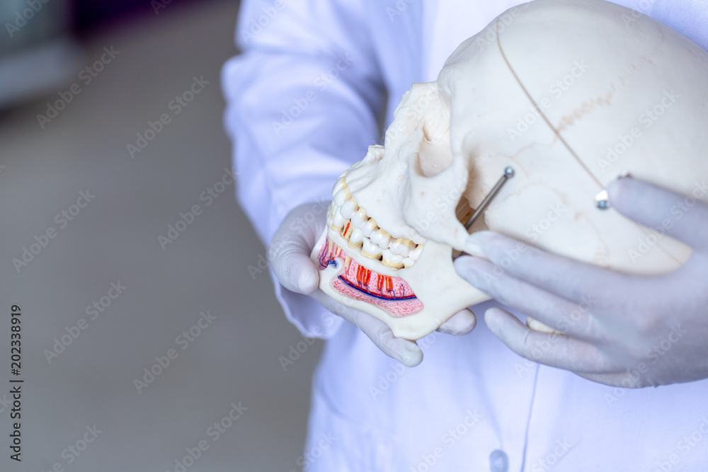 Foto de Stock Study cast of Diagnostic cast and dental gypsum models in ...