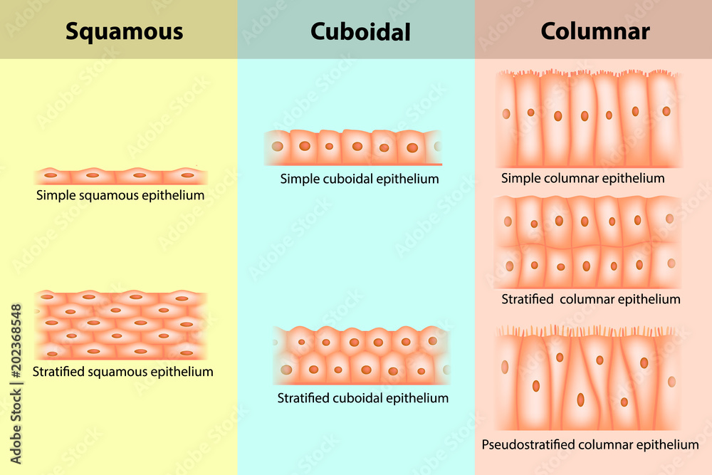 epithelial tissue types chart