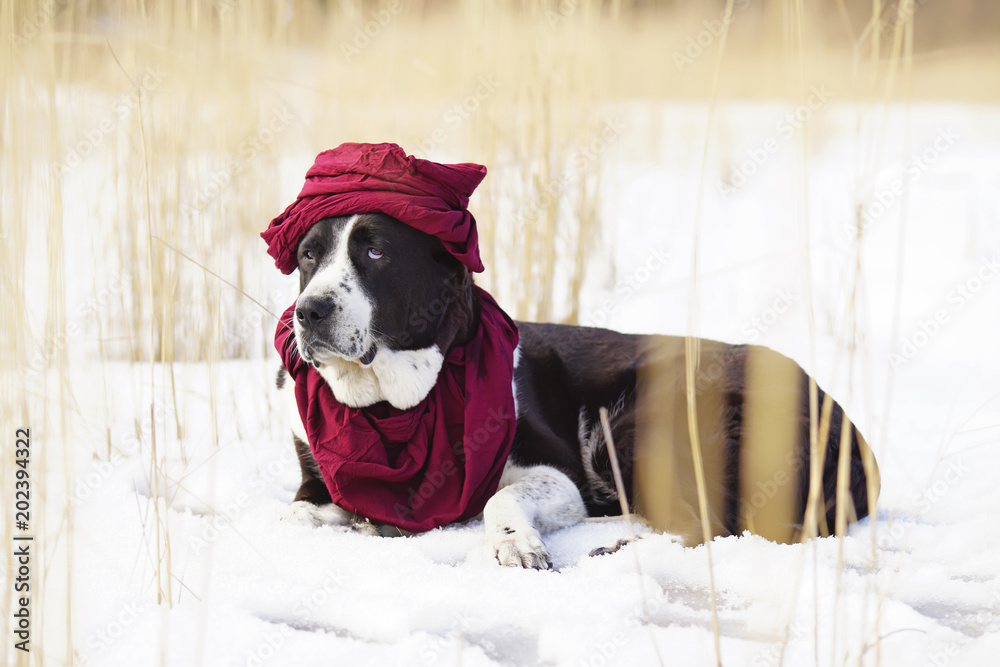 Black and white Central Asian Shepherd (Alabai dog) with cropped ears ...
