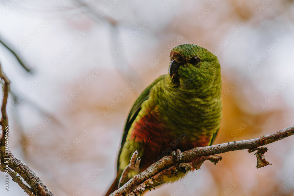 Parrot in the forests of the park Los Glaciares. Autumn in Patagonia ...