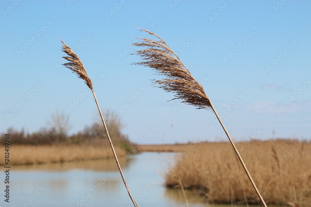 Foto de Stock Reeds in the nature reserve Delta del Po di Veneto. Here ...