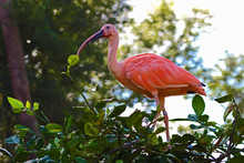 Pink Ibis Free Stock Photo - Public Domain Pictures