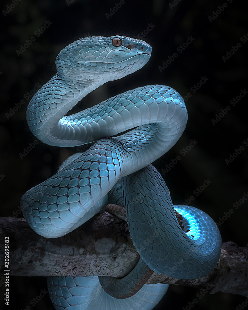 Snake - Viper - Reptile Series Stock Photo | Adobe Stock