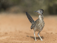 Roadrunner Free Stock Photo - Public Domain Pictures