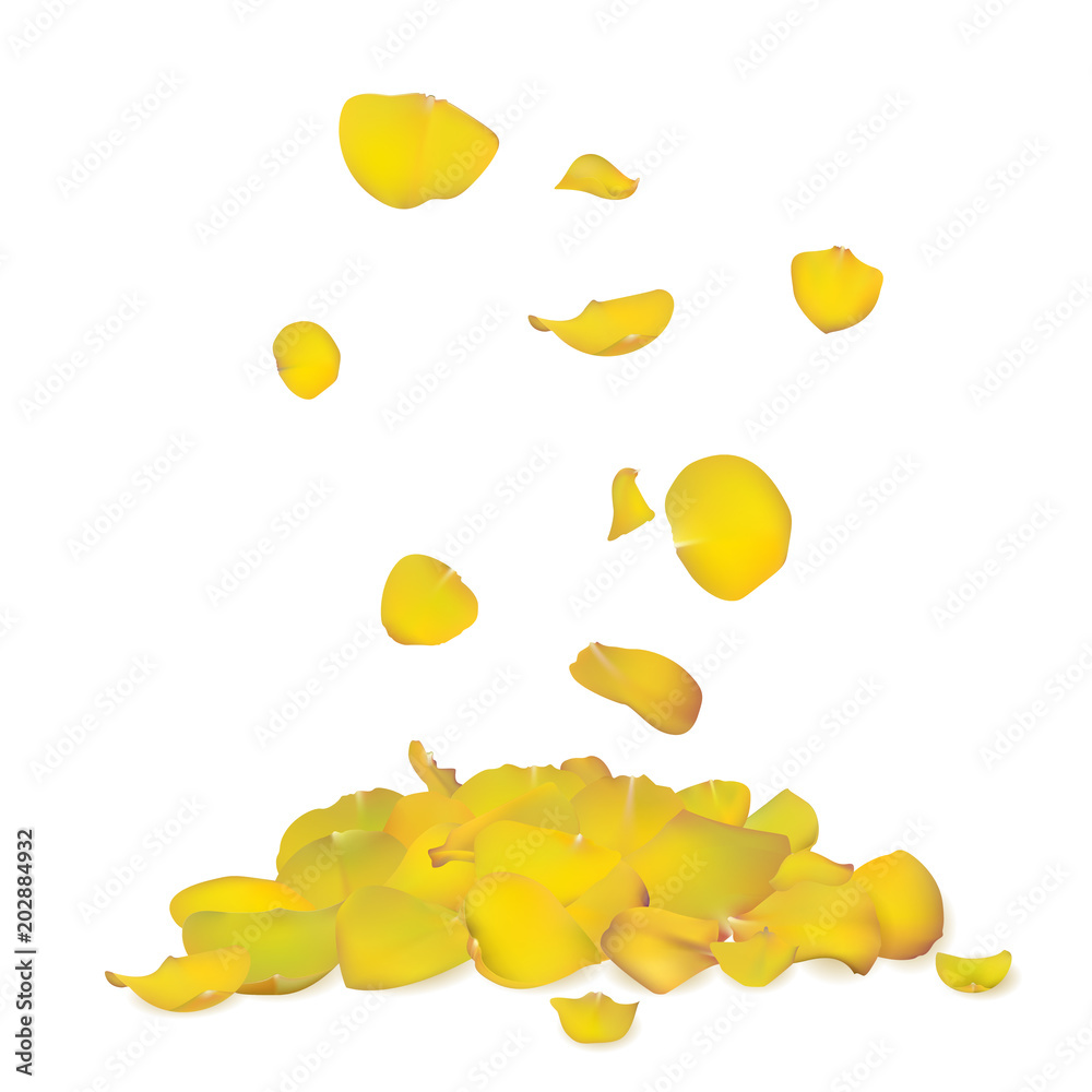 flower petals falling vector