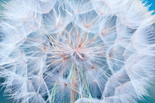 Fractal Dandelion Free Stock Photo - Public Domain Pictures