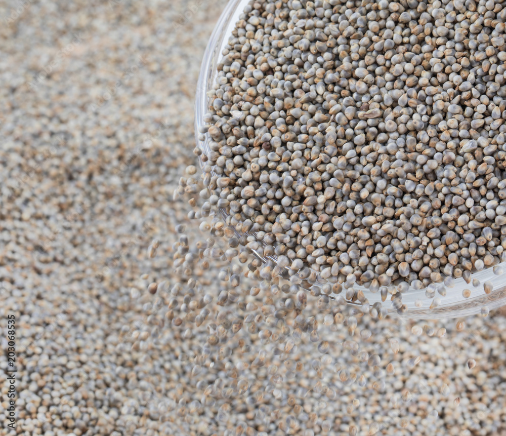 Pearl Millet Seeds Also Know as Bajra, Bajri, Bulrush Millet or Indian ...