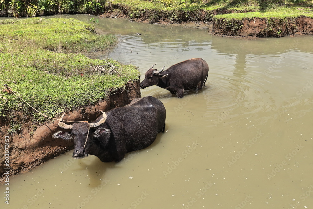 Kalabaw-carabao Filipino domestic water buffaloes. Malinab lagoon area ...