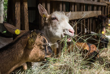 Goats Eating Free Stock Photo - Public Domain Pictures