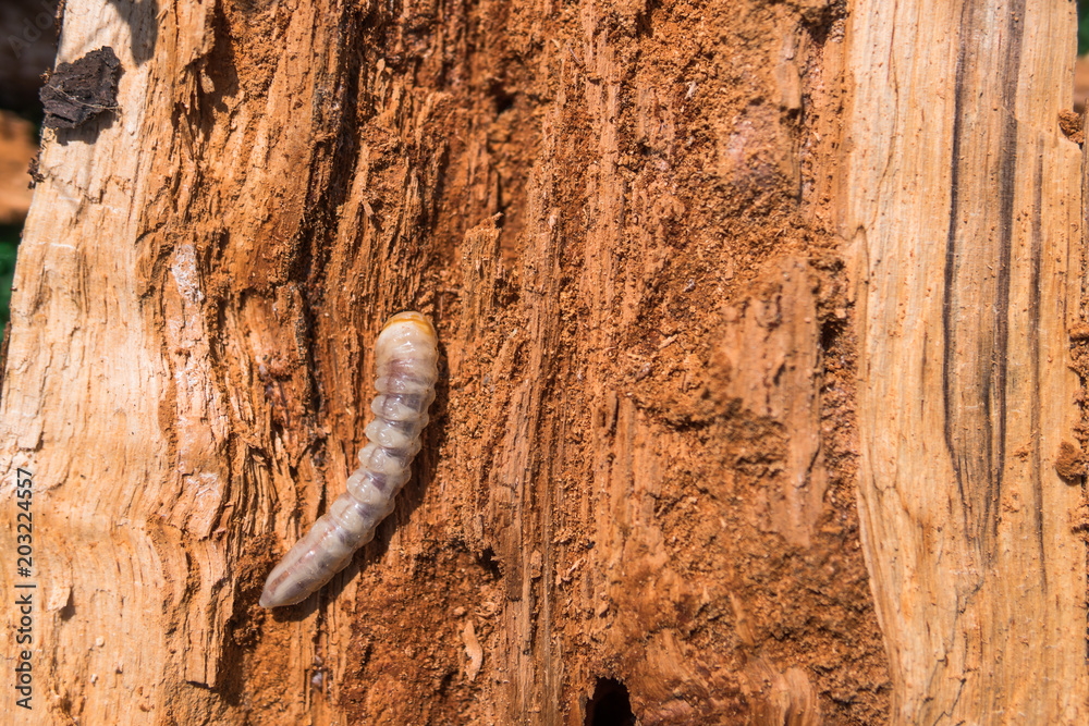 Big roundheaded borers woodcutter (Cerambycidae), larva of the ...