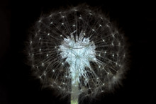Inverted Dandelion Seed Head Free Stock Photo - Public Domain Pictures