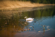 Dirty Swan In Pond Background Free Stock Photo - Public Domain Pictures