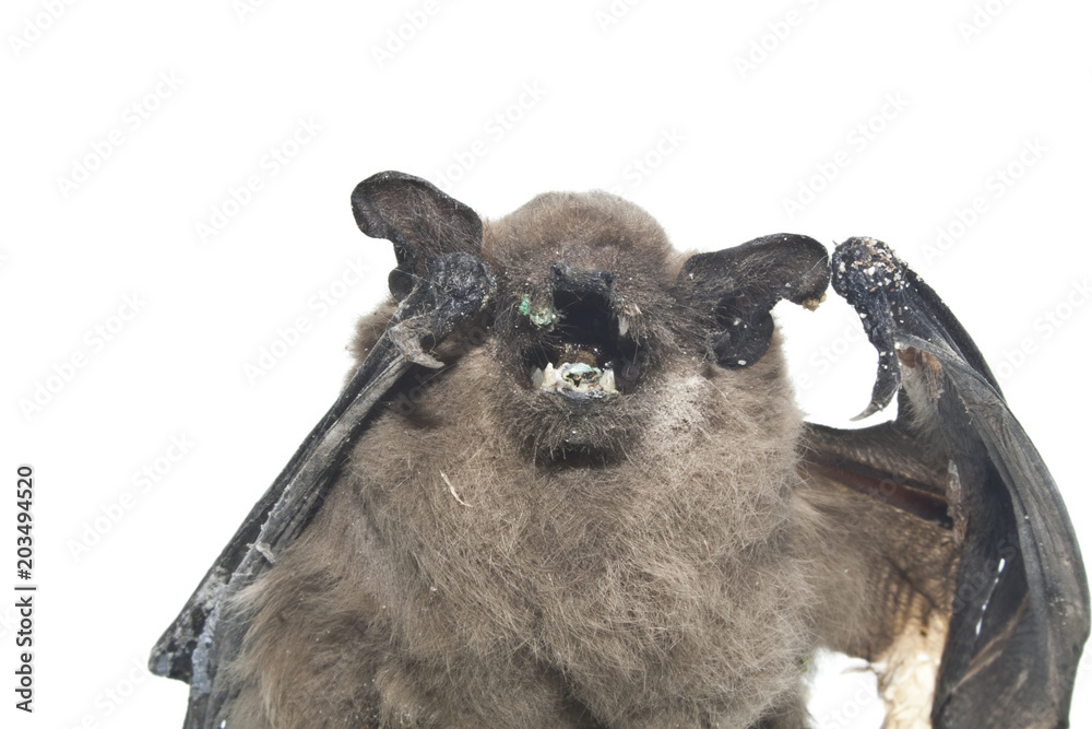 bat isolated on white background Stock Photo | Adobe Stock