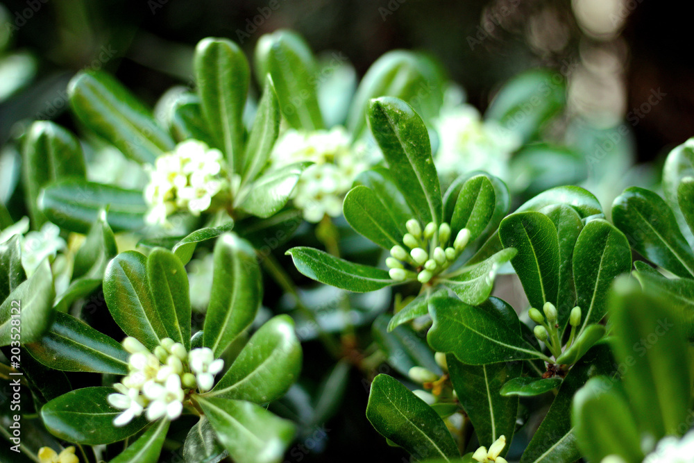 Evergreen shrub plant Pittosporum tobira, Japanese cheesewood branches ...