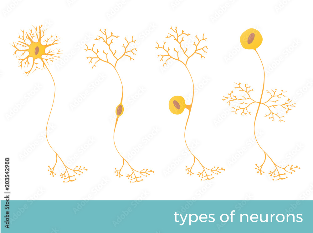 types of neurons - part of human's central nervous system. vector ...