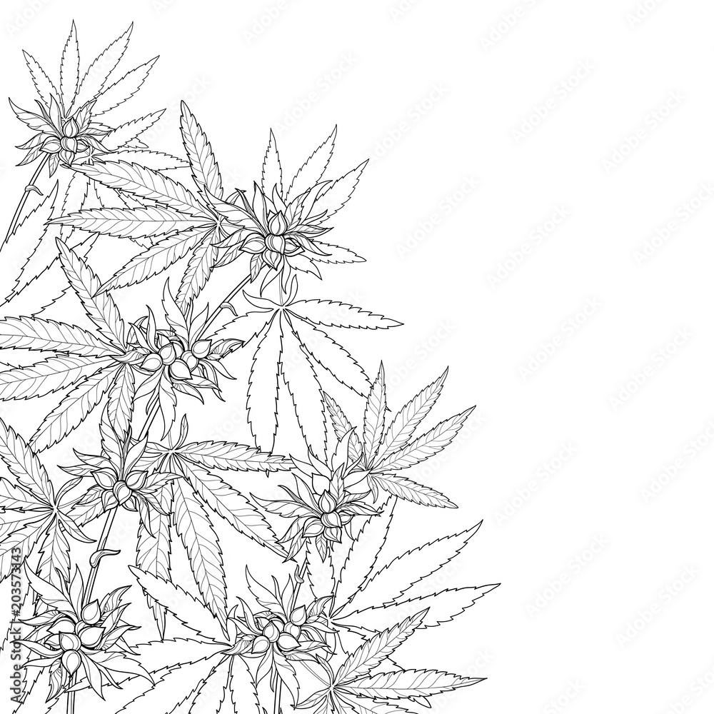 Vector outline Cannabis sativa or Cannabis indica or Marijuana bunch ...