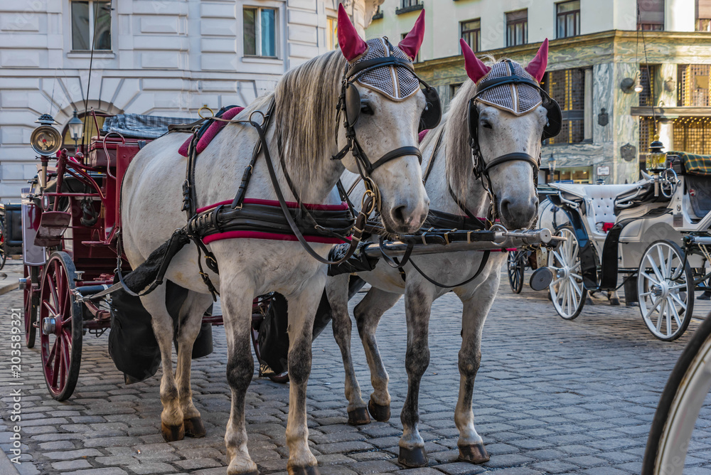 Stock-Foto „Fiaker Pferde Wien“ | Adobe Stock