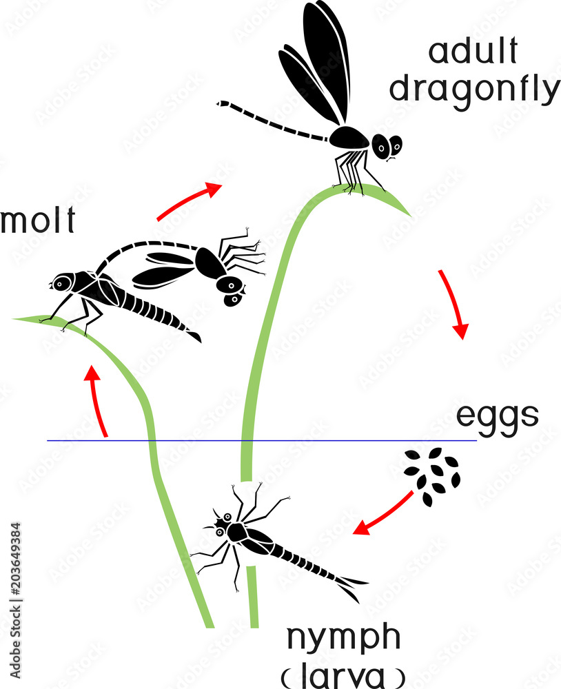 Life cycle of dragonfly. Sequence of stages of development of dragonfly ...