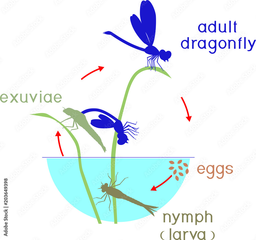 Life cycle of dragonfly. Sequence of stages of development of dragonfly from egg to adult insect ...