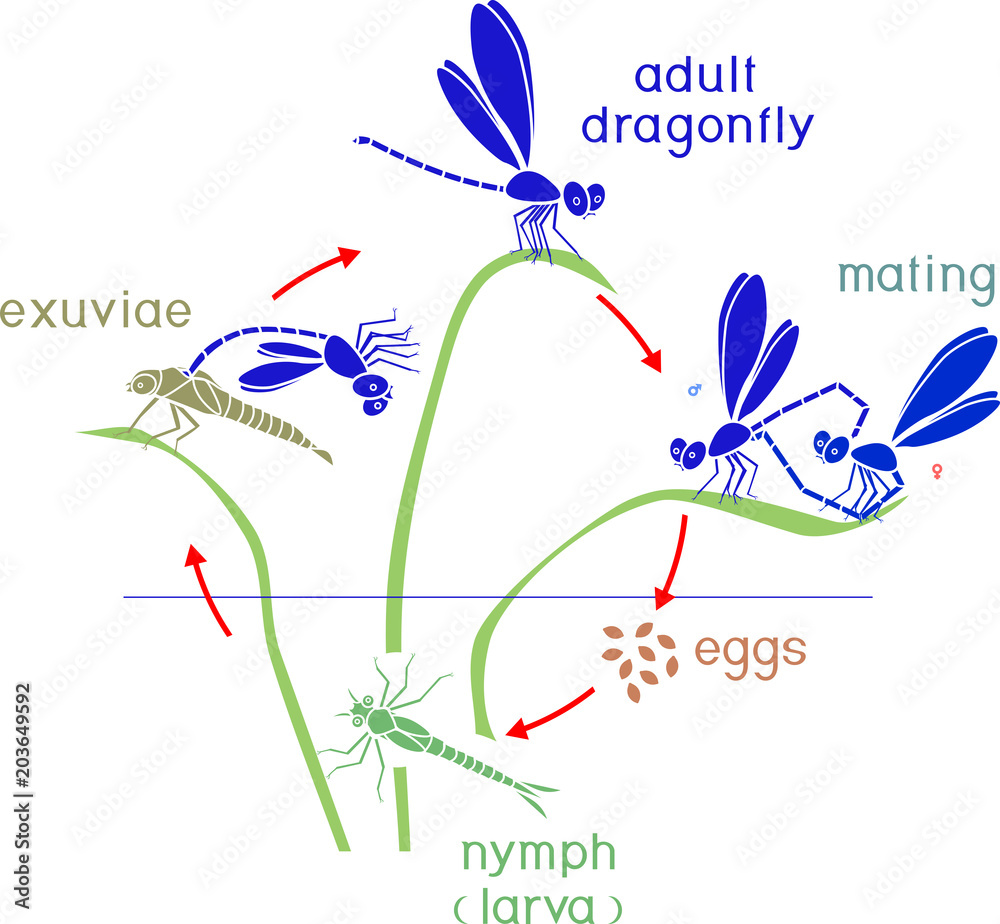 Life cycle of dragonfly. Sequence of stages of development of dragonfly ...