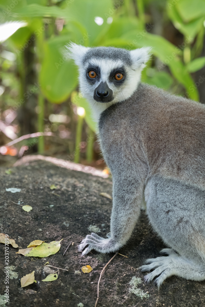 Ring-tailed lemur (Maki), Anja Community Reserve, at the base a large ...