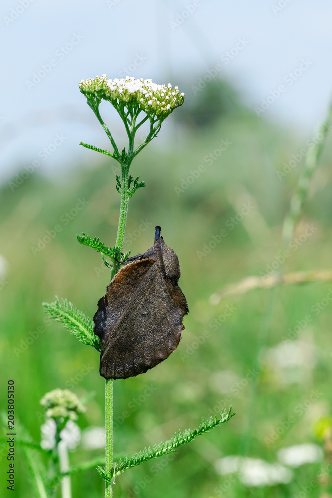 Large Butterfly, Moth Gastropacha Quercifolia, The Lappet Sits On Green ...