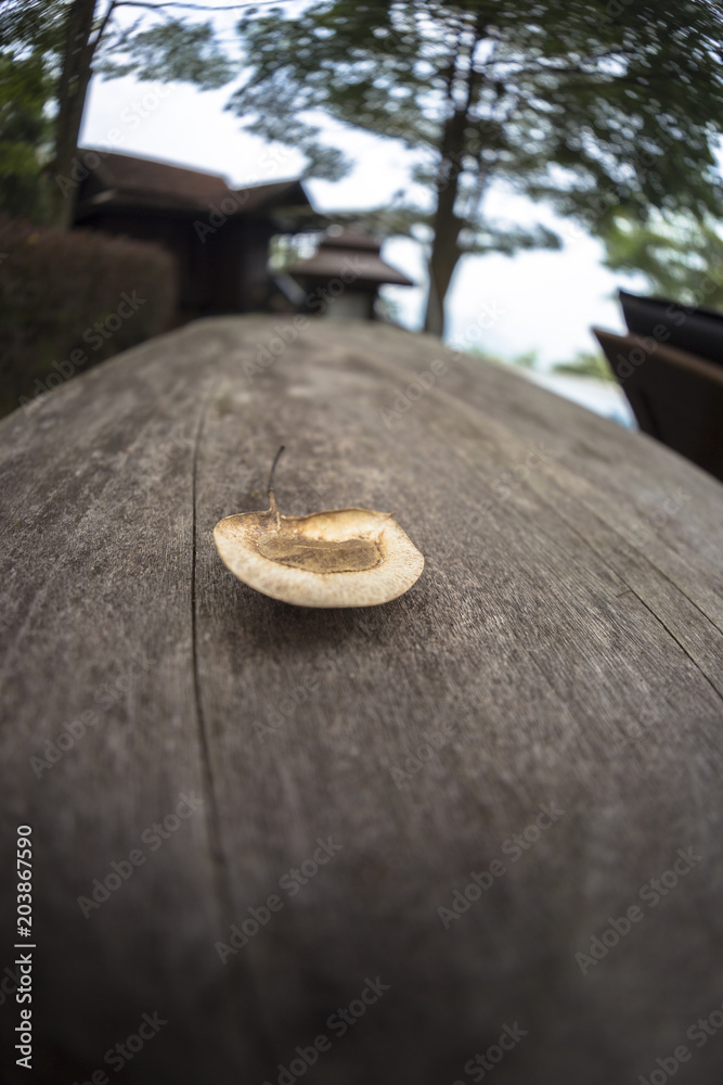 Macro close up of angsana casuarina tree seed on dark background wooden ...