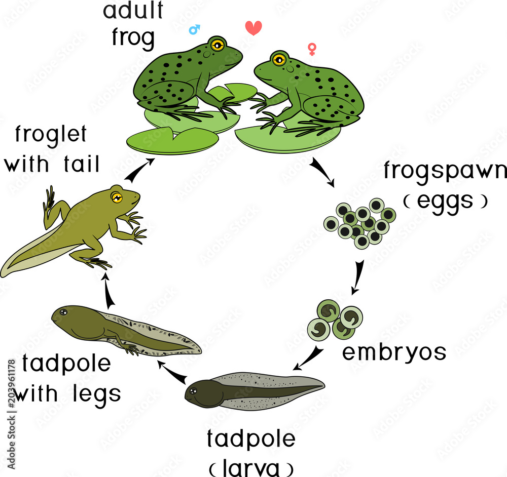 Life cycle of frog. Sequence of stages of development of frog from egg ...