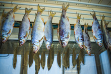 Curing Fish Free Stock Photo - Public Domain Pictures