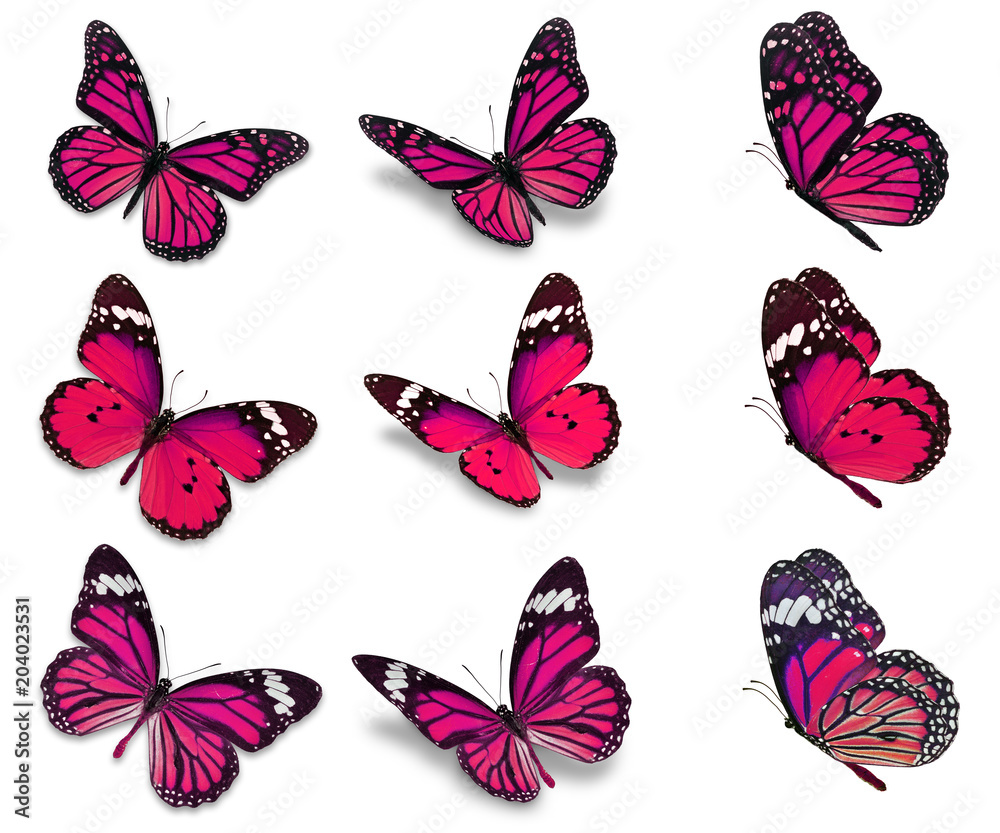 monarch butterfly collection Stock Photo | Adobe Stock