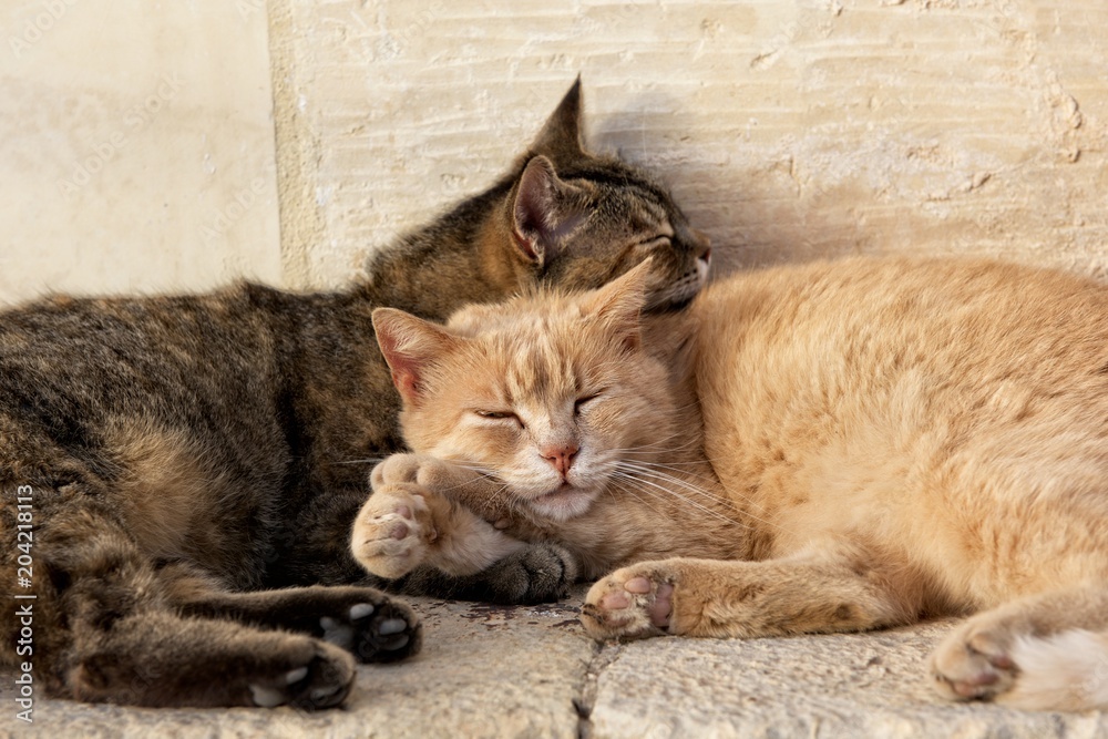 Stock-Foto „wo cats, brown and yellow, sleeping near each together on ...