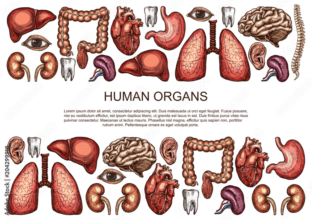 Human organs vector sketch body anatomy poster Stock Vector | Adobe Stock