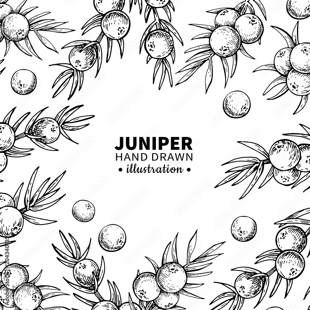 Juniper vector drawing frame. Isolated vintage template of berr Stock ...