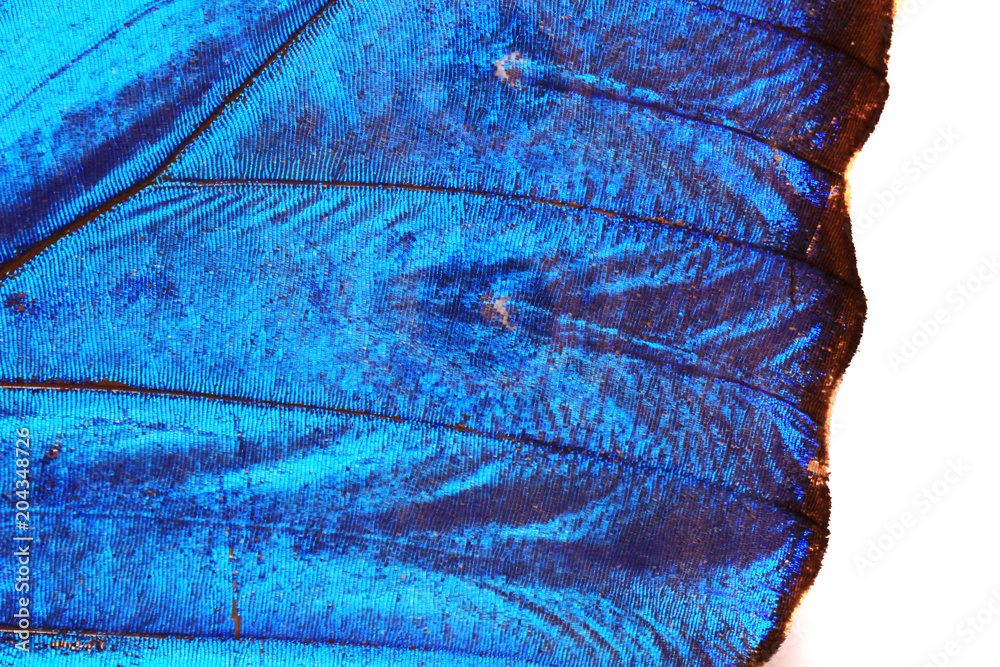 blue butterfly wing texture Stock Photo | Adobe Stock