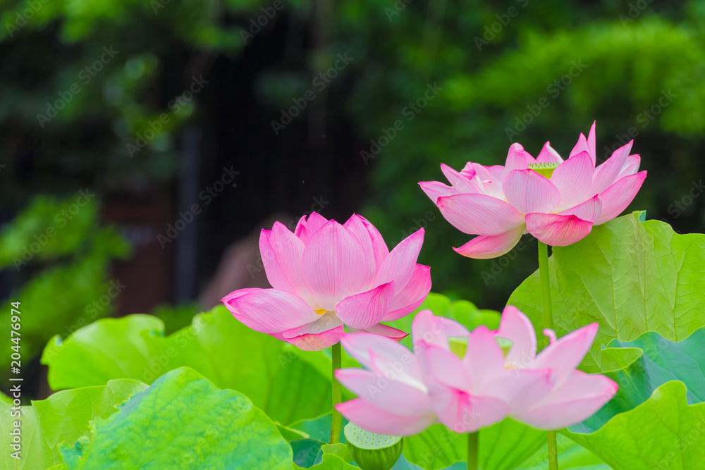 ภาพถ่าย Stock Lotus Flower.Background is the lotus leaf and lotus ...