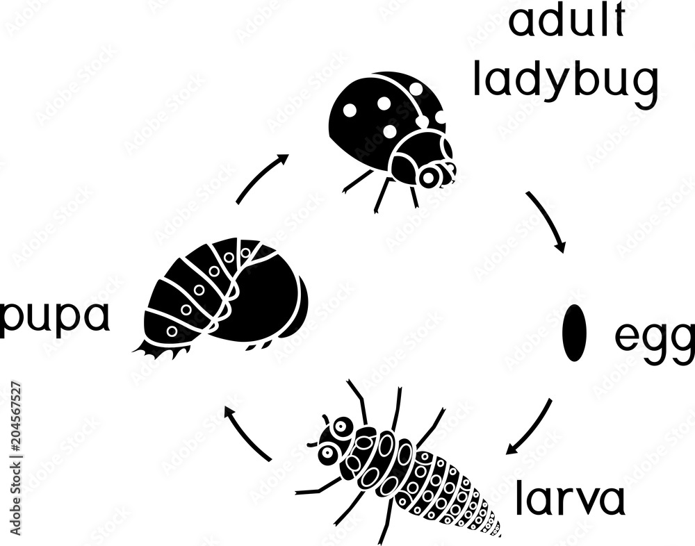 Life cycle of ladybug. Sequence of stages of development of ladybug ...