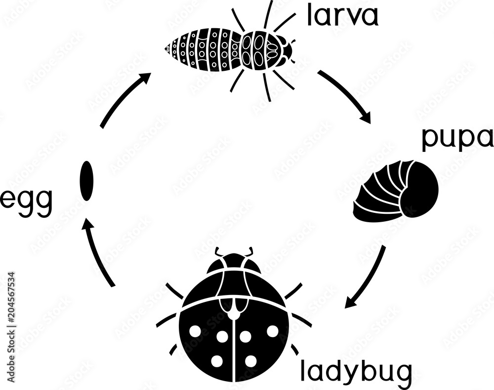 Life cycle of ladybug. Sequence of stages of development of ladybug ...