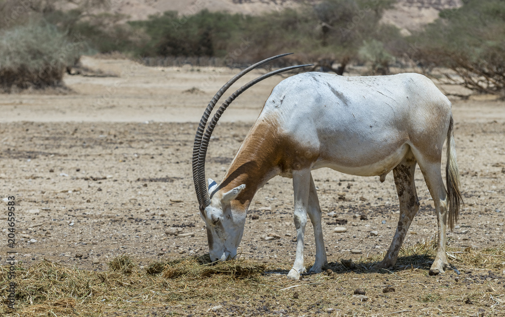 Antelope scimitar horn Oryx (Oryx leucoryx). Due to danger of ...