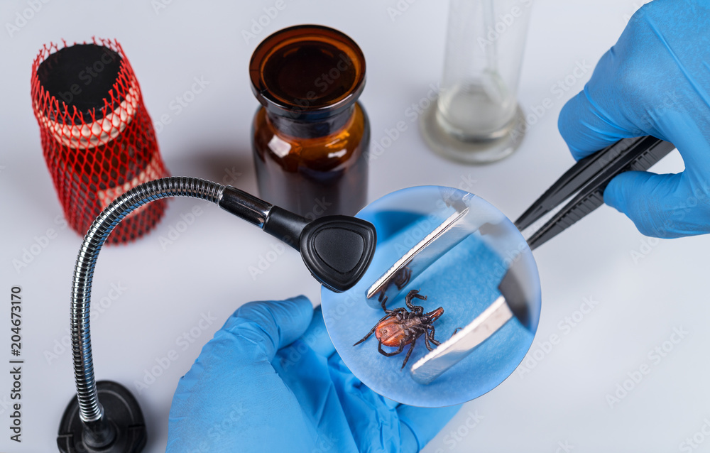 Castor bean tick in laboratory with tweezers and magnifier. Ixodes ...