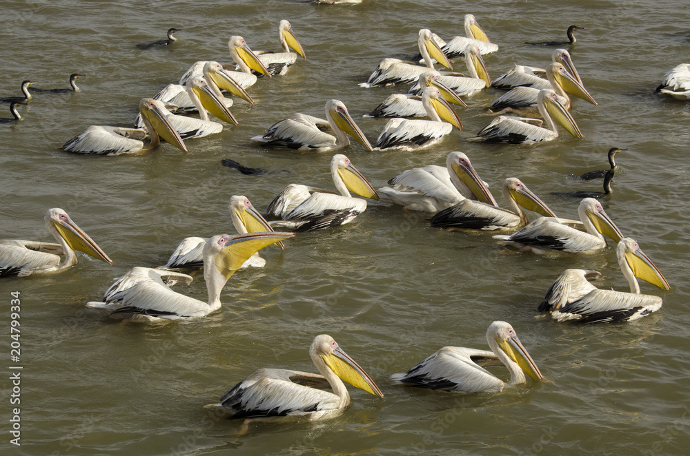 Pélican blanc,.Pelecanus onocrotalus, Great White Pelican, Sénégal ...