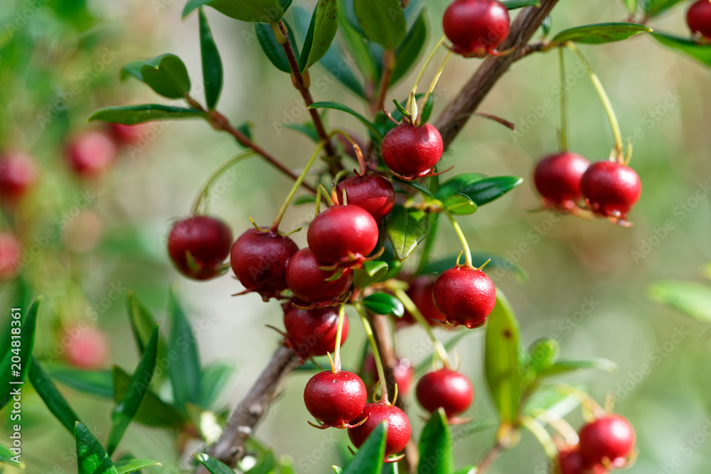 Sweet wild fruit that grows in southern Chile known as Murta, its ...