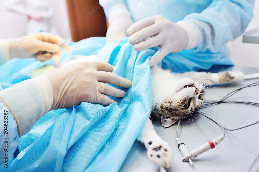 surgeons in the operating veterinary clinic do the operation of the cat ...