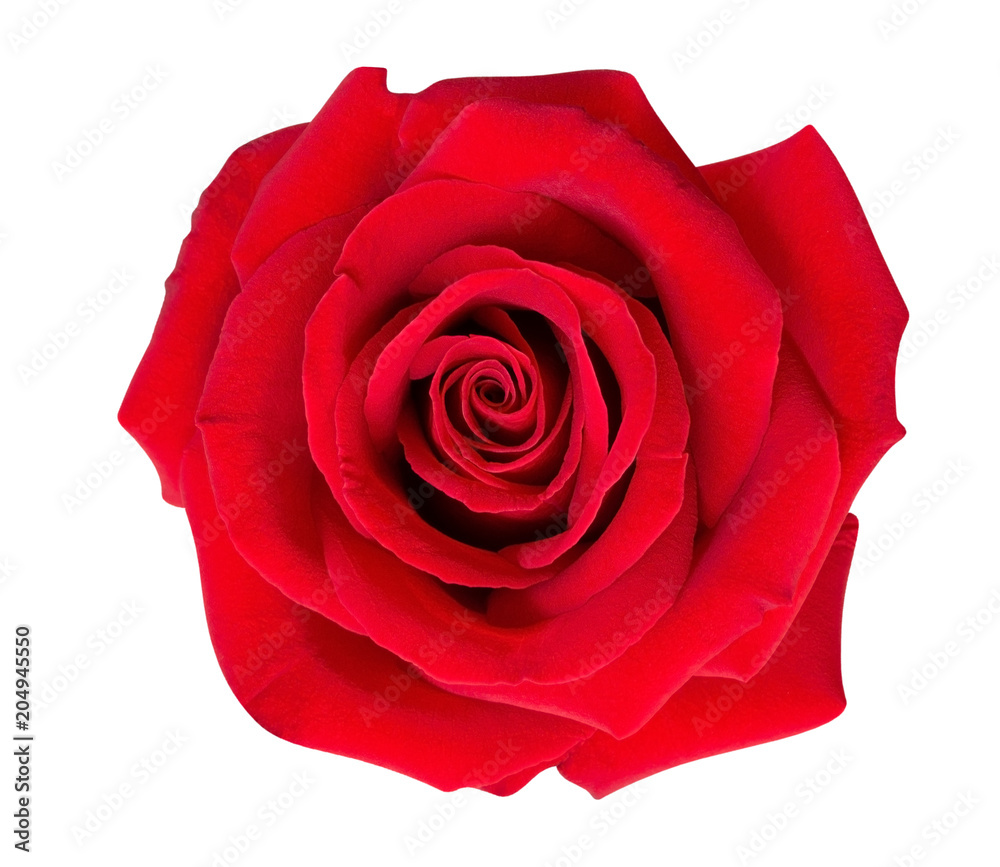 Red rose flower top view isolated on white background, clipping path ...