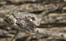 Camouflaged Tree Frog Free Stock Photo - Public Domain Pictures